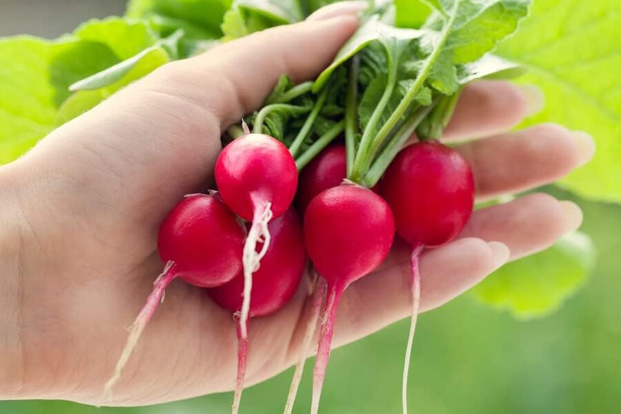 ¿Qué otro nombre tiene el rábano? Descubre Raphanus sativus