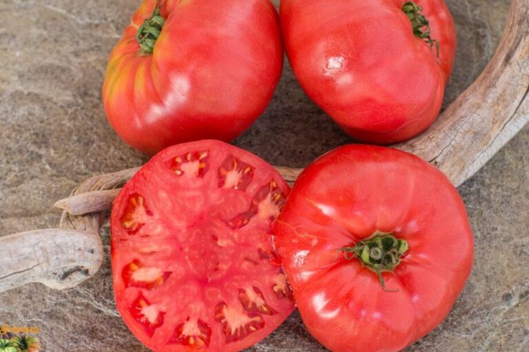 Usos del tomate rosa Beef: una opción deliciosa para tus platos