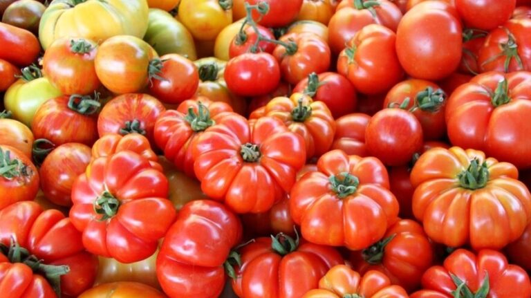 Variedades de tomates y sus características visuales en imágenes